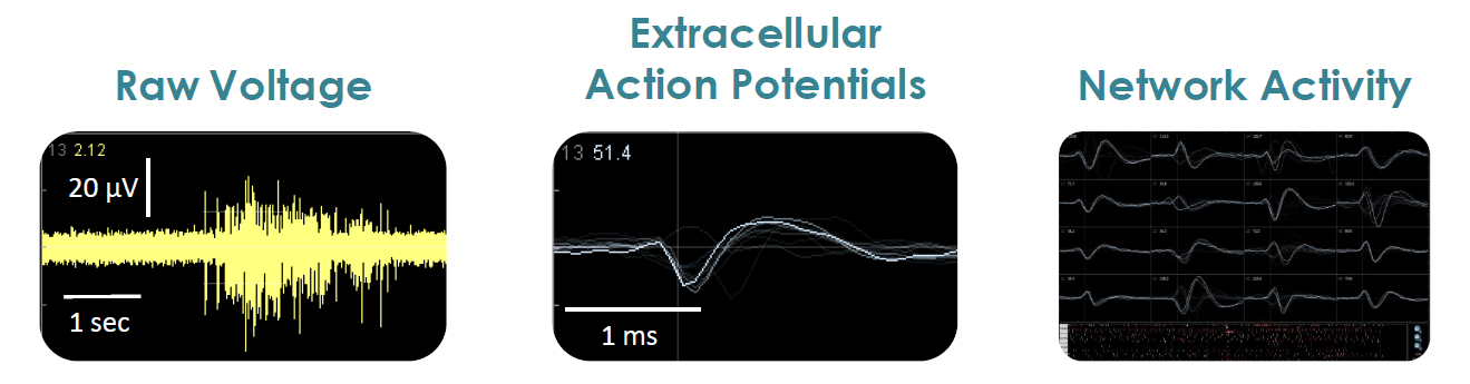 Multiplexed Cell Based Assay Of Neuronal Structure Function For